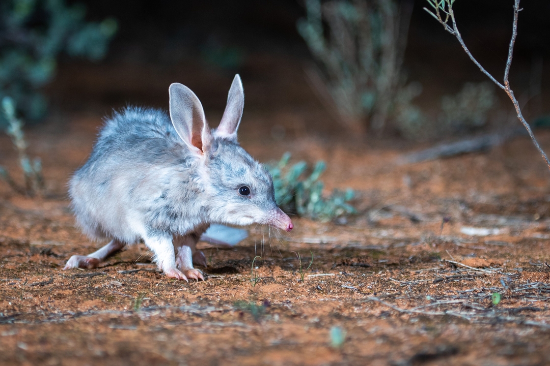NATIONAL BILBY AWARENESS WEEK - Service | Australian Geographic Society