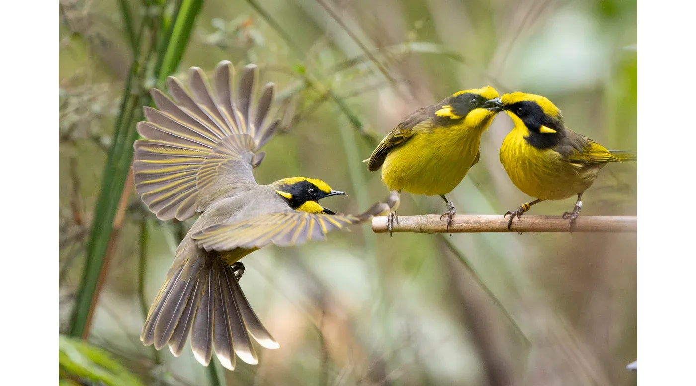 Rescuing the chuditch | Australian Geographic Society