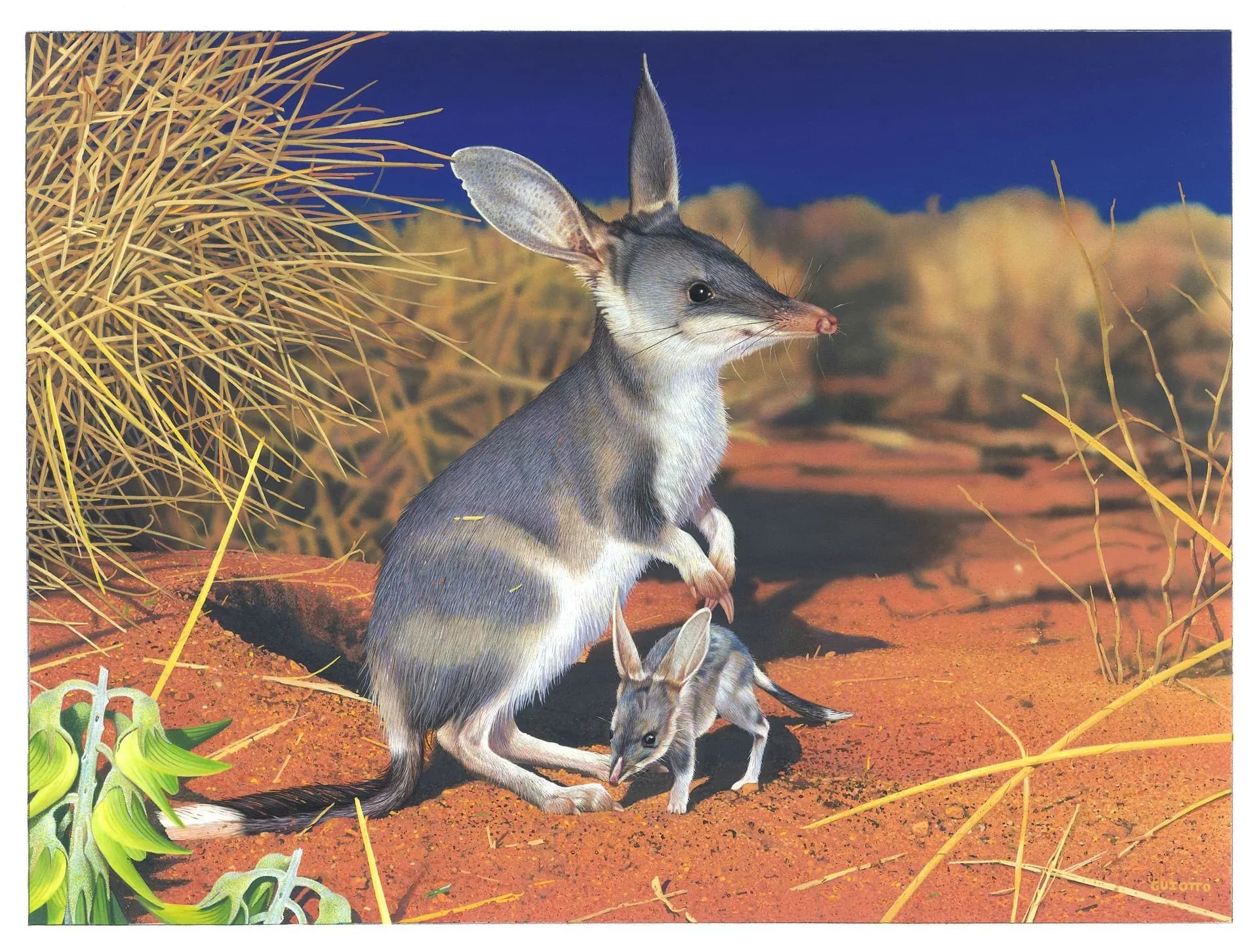 Save the bilby | Australian Geographic Society