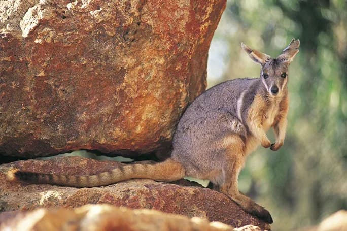 rock wallaby