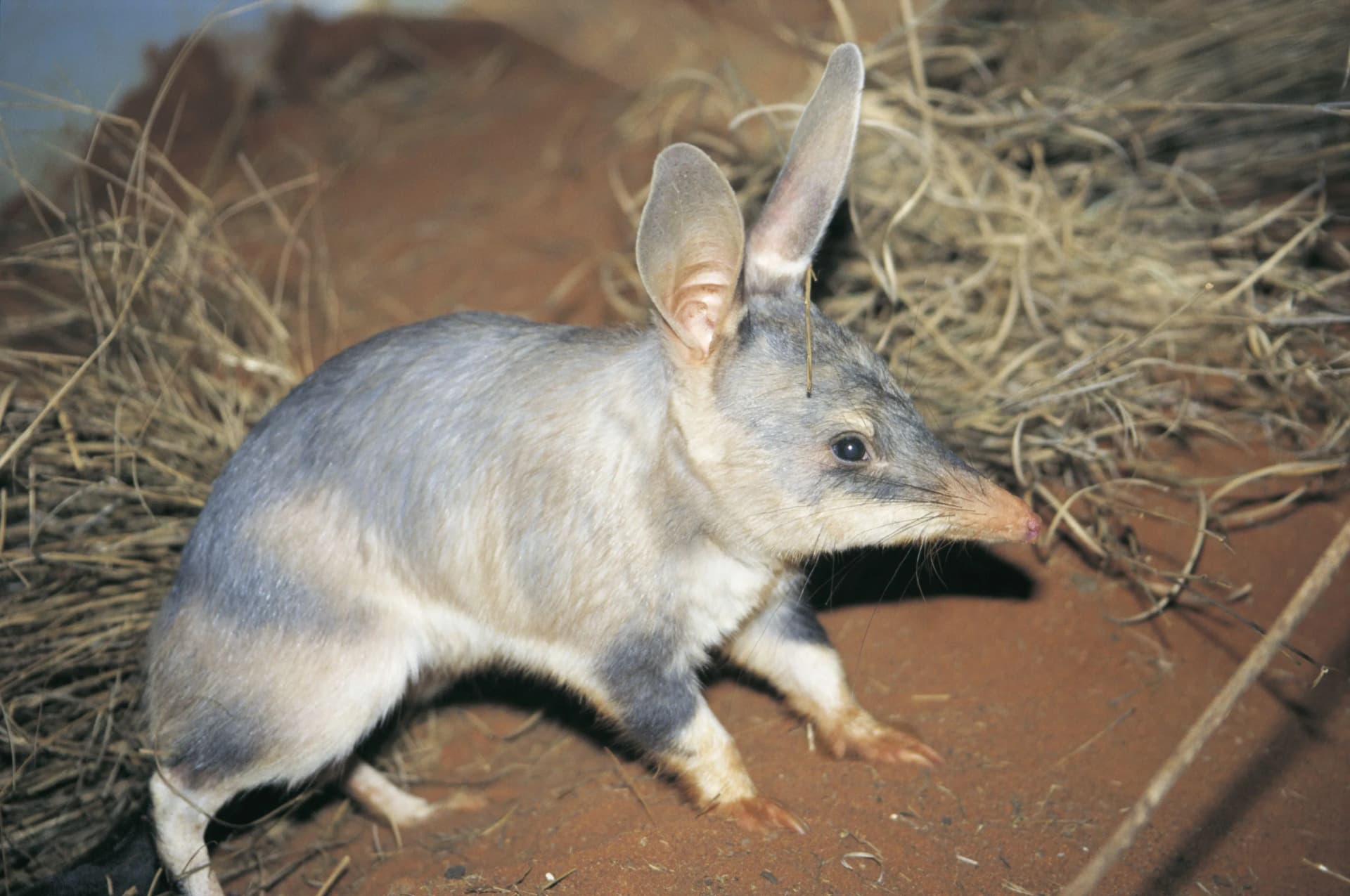 Save the bilby | Australian Geographic Society