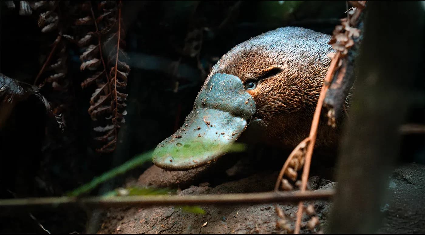 Rescuing the chuditch | Australian Geographic Society